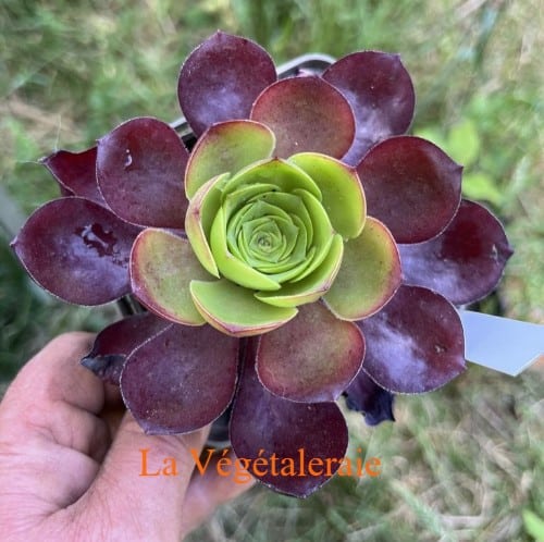 Aeonium Cornish Rose, 1 plant Bio - La végétaleraie